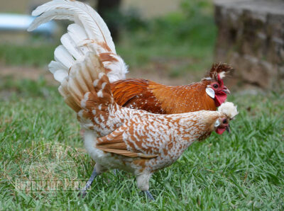 Appenzeller Spitzhauben Chickens - Breed Profile - Backyard Poultry